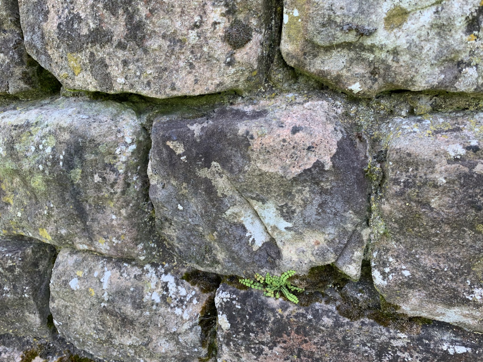 Hadrian's Wall – Hare Hill - Roman Britain